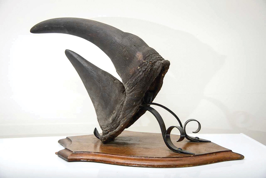 Stolen rhino horn found by police – The Vermont Cynic