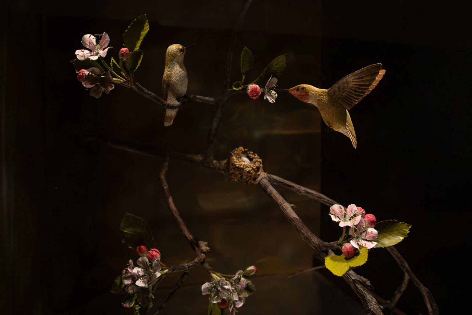 Exploring the Birds of Vermont Museum – The Vermont Cynic